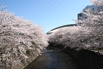 桜1 - Nokotech Lab らぼブログ